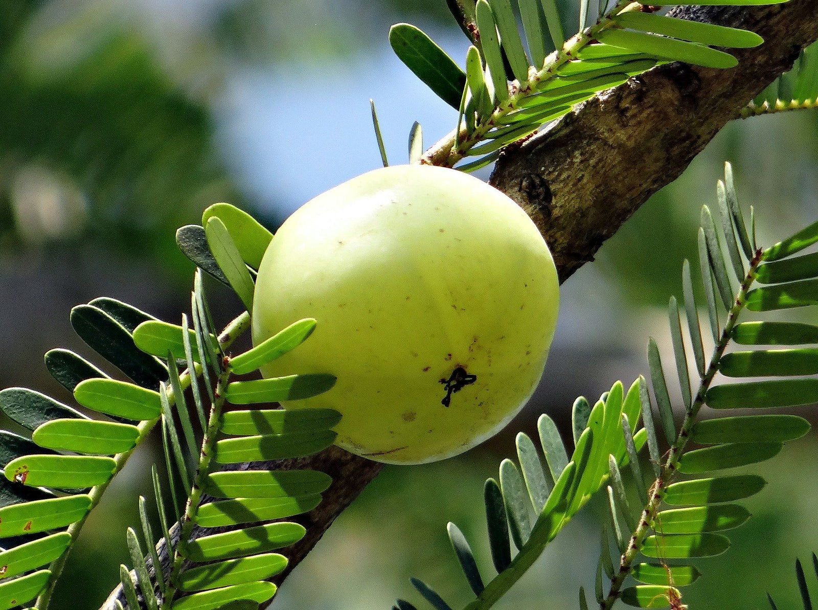 Indian Gooseberry Nutrition Facts – Amla Green
