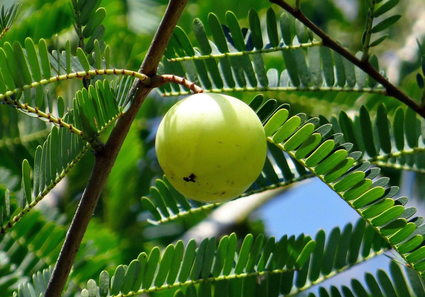 Fresh Amla In USA – Amla Green
